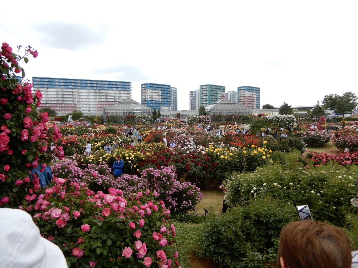 京成バラ園に行って来た！2019年5月19日 日曜日 - お庭番 再び走る