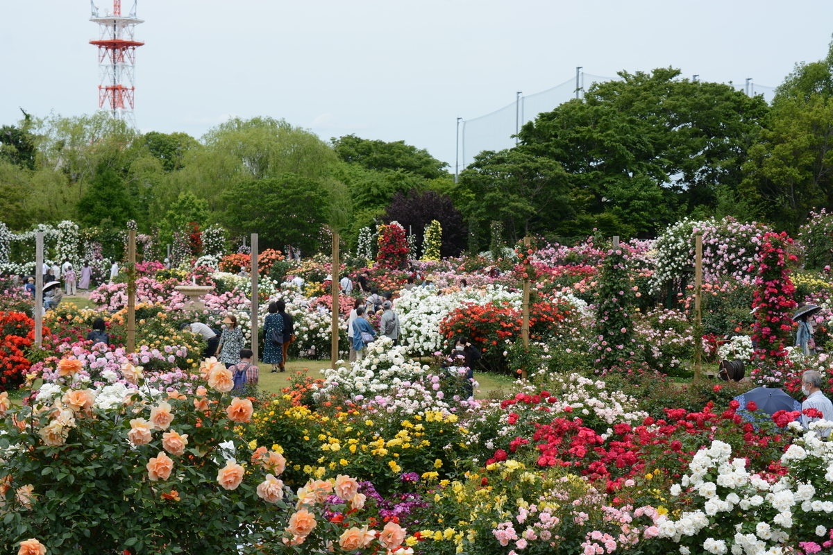 京成バラ園 全景 - お庭番 再び走る