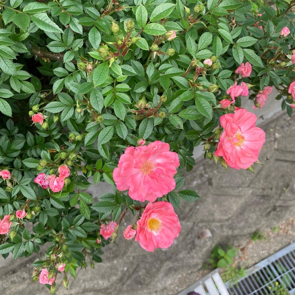 花見川 rose ferdy - お庭番 再び走る