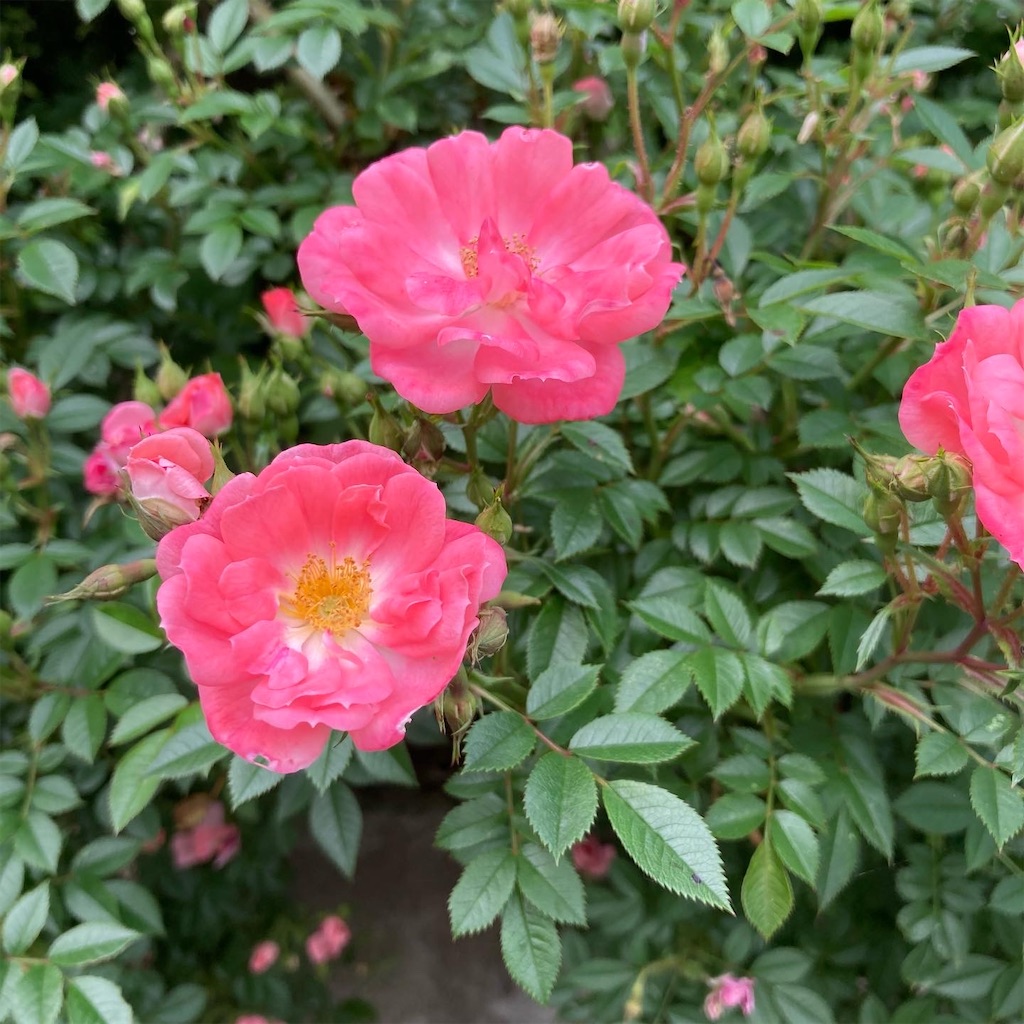 花見川 rose ferdy - お庭番 再び走る