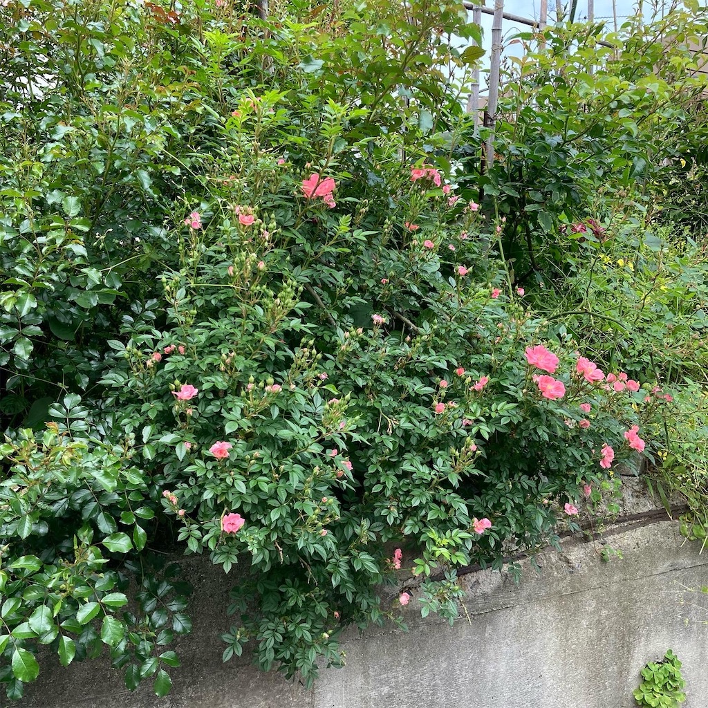 花見川 rose ferdy - お庭番 再び走る