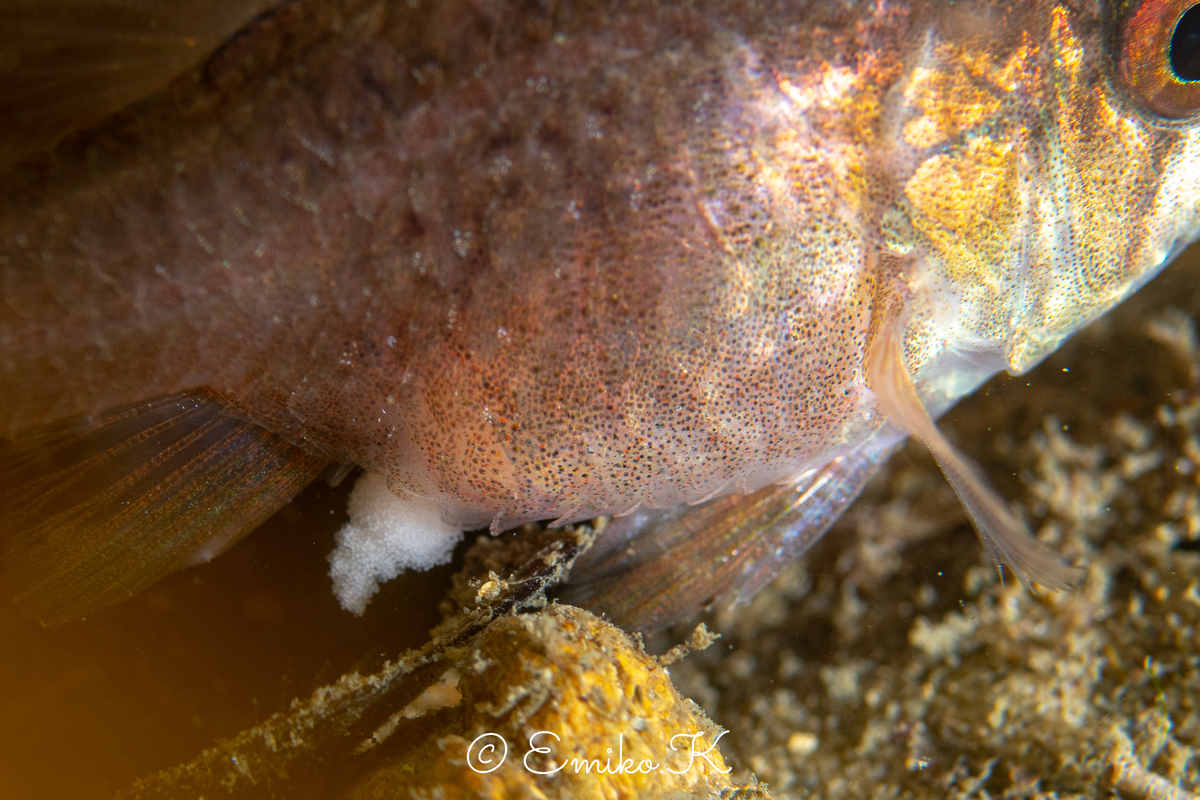 2019－10 CLIFTON GARDENS SUNSET TO NIGHT DIVE - Underwater Photography
