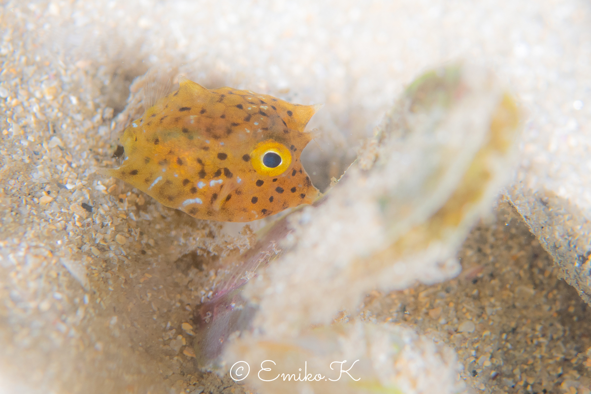 2020-1 - Underwater Photography