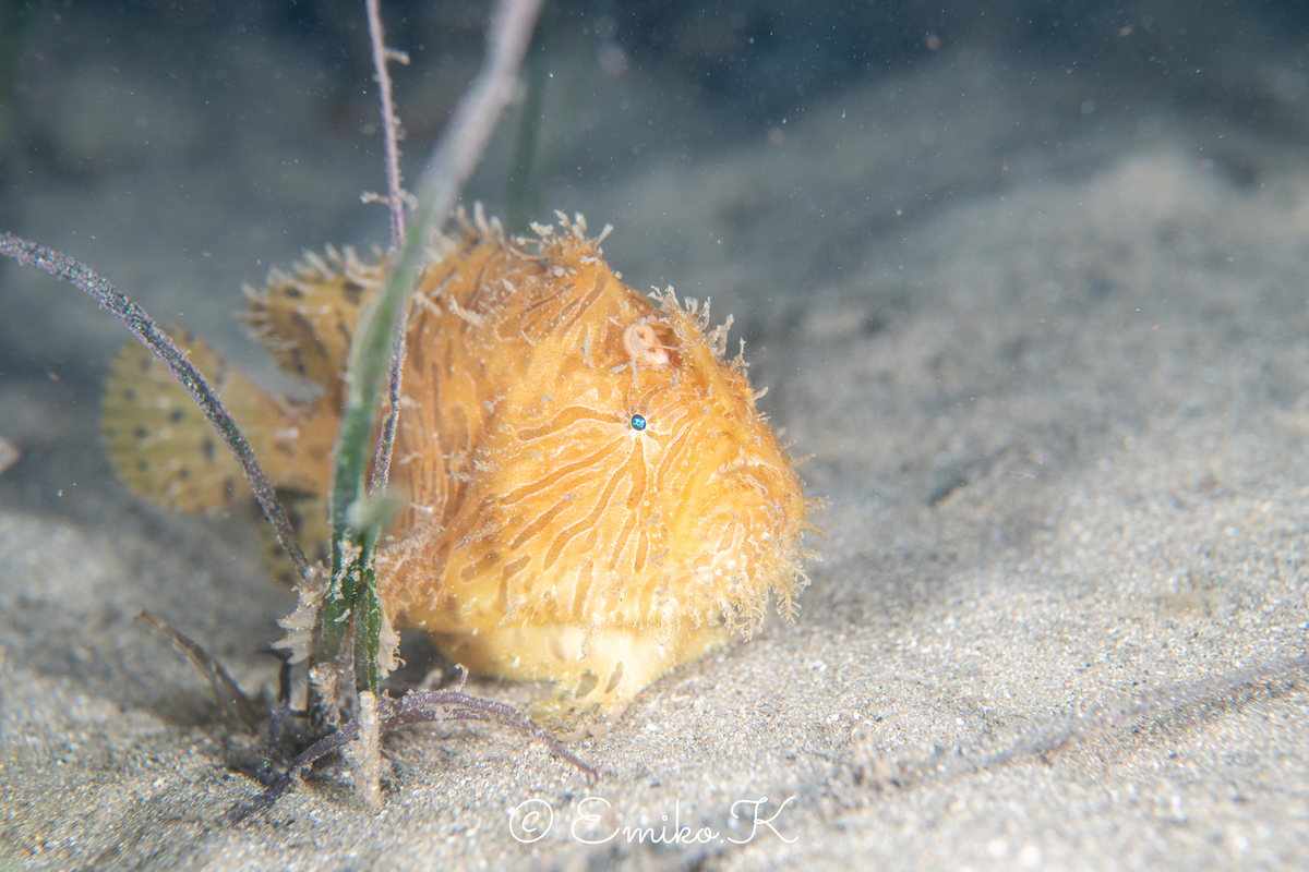 2020-1 - Underwater Photography