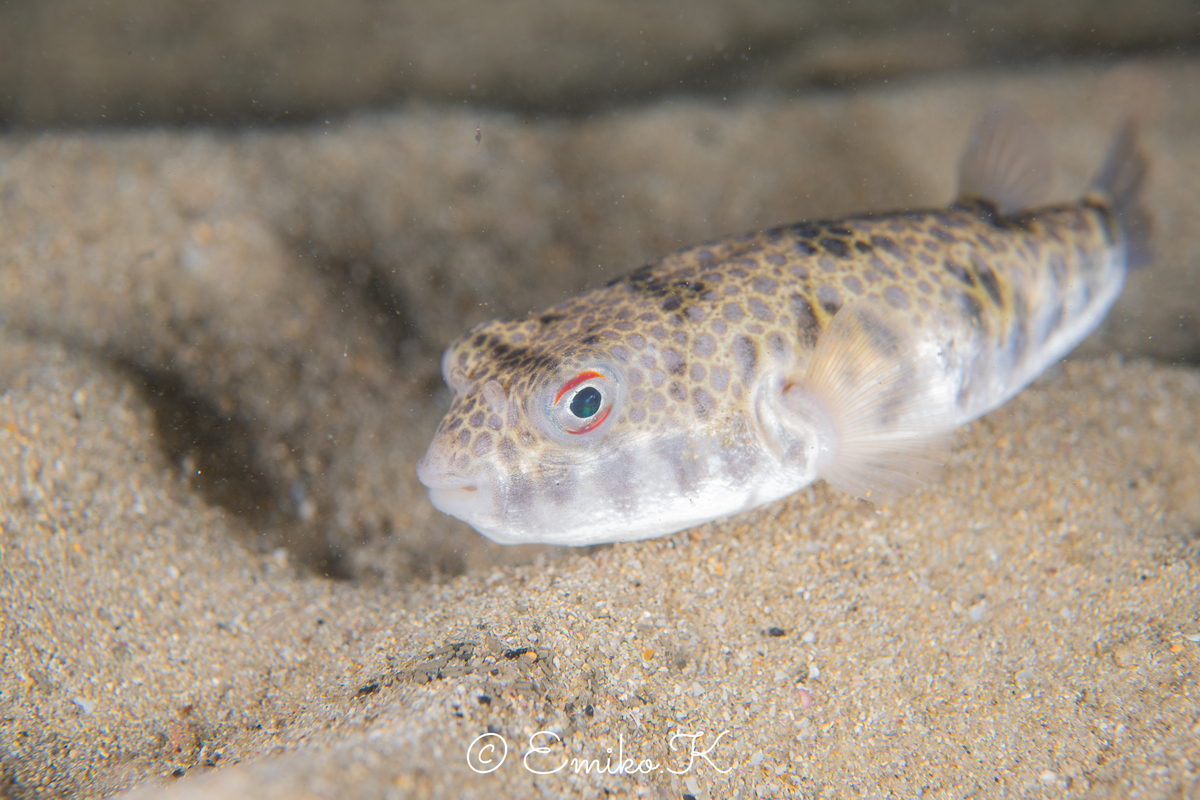 2020-1 - Underwater Photography