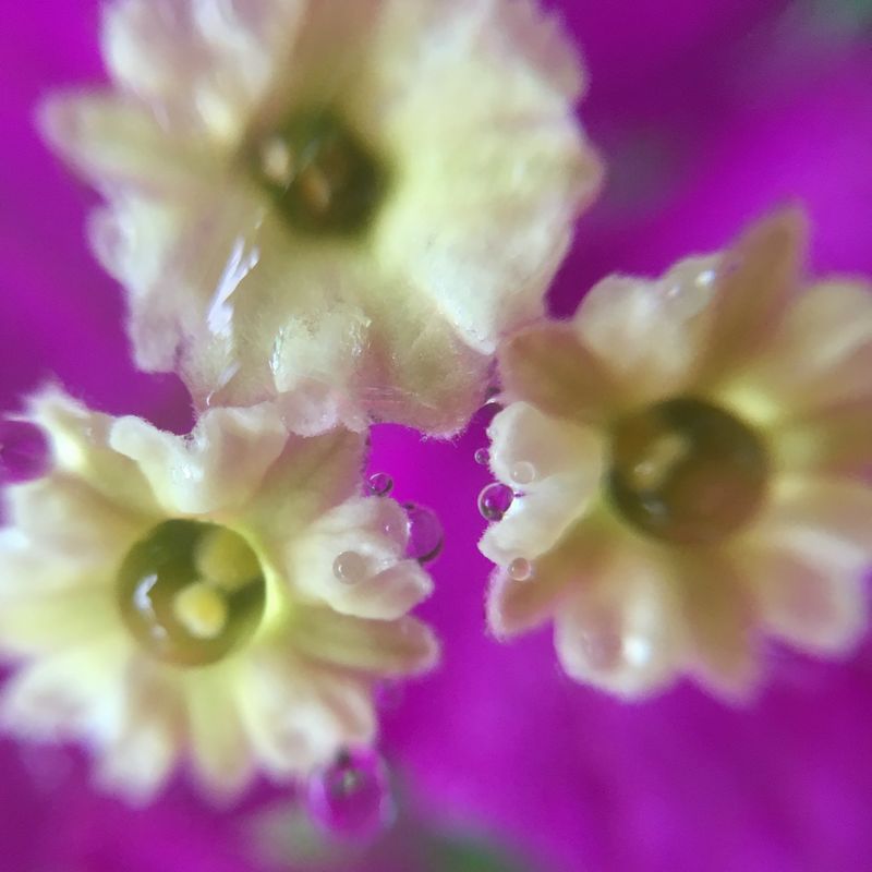 マクロレンズの実力 - ryo-kng's blog