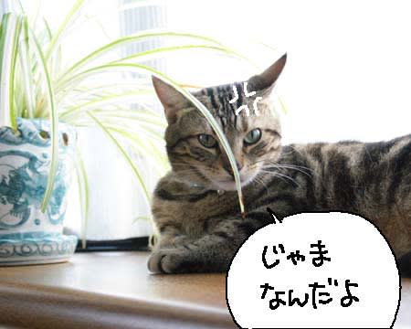 お気に入りの場所は・・・。 - リュウのヒゲ、空の耳。