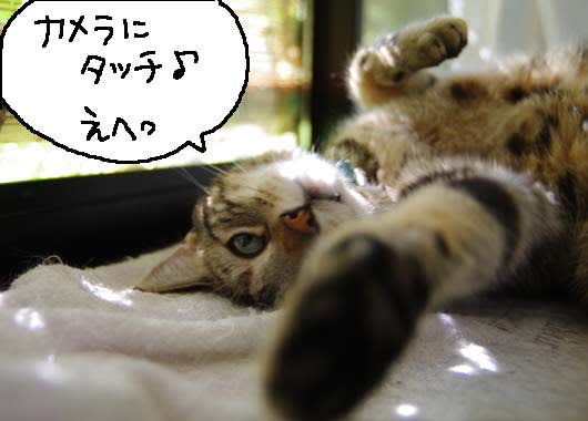 オレだってかわいいぞ。 - リュウのヒゲ、空の耳。