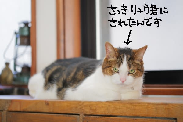 逆毛の憂鬱 - リュウのヒゲ、空の耳。