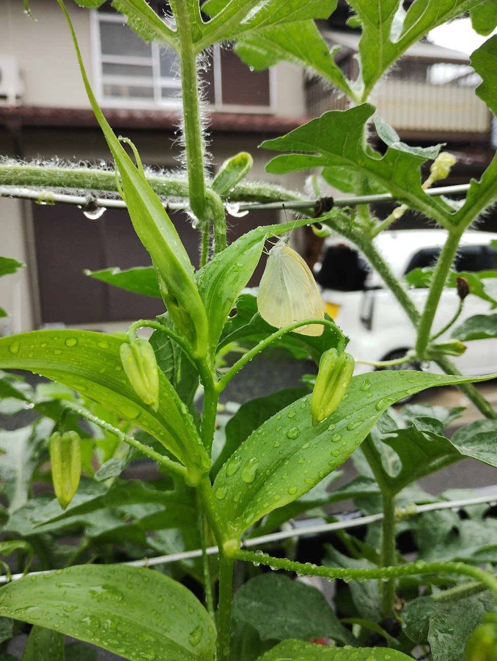 雨の日は - 龍と