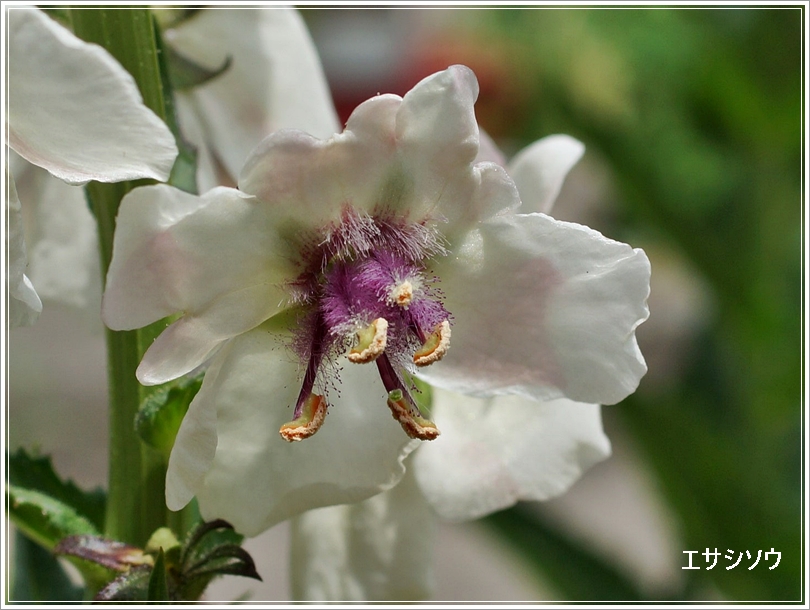 エサシソウ - ryuryu3ruko’s blog