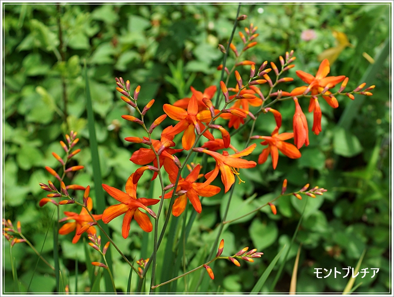 モントブレチア - ryuryu3ruko’s blog