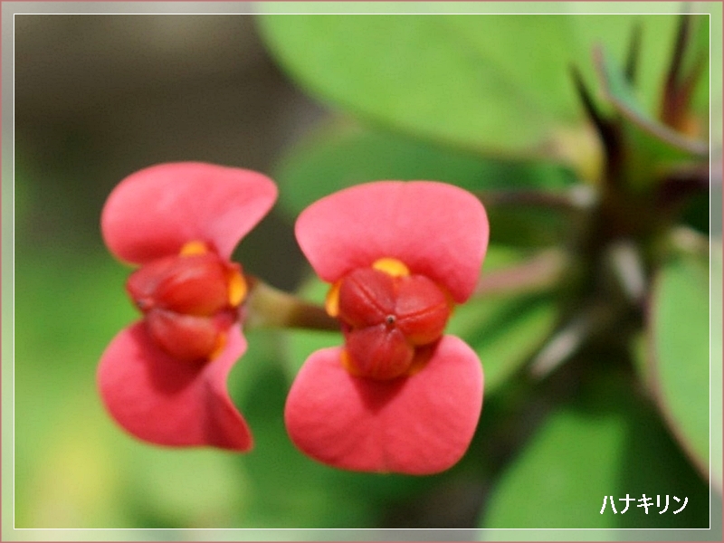 ビックリ！ - ryuryu3ruko’s blog