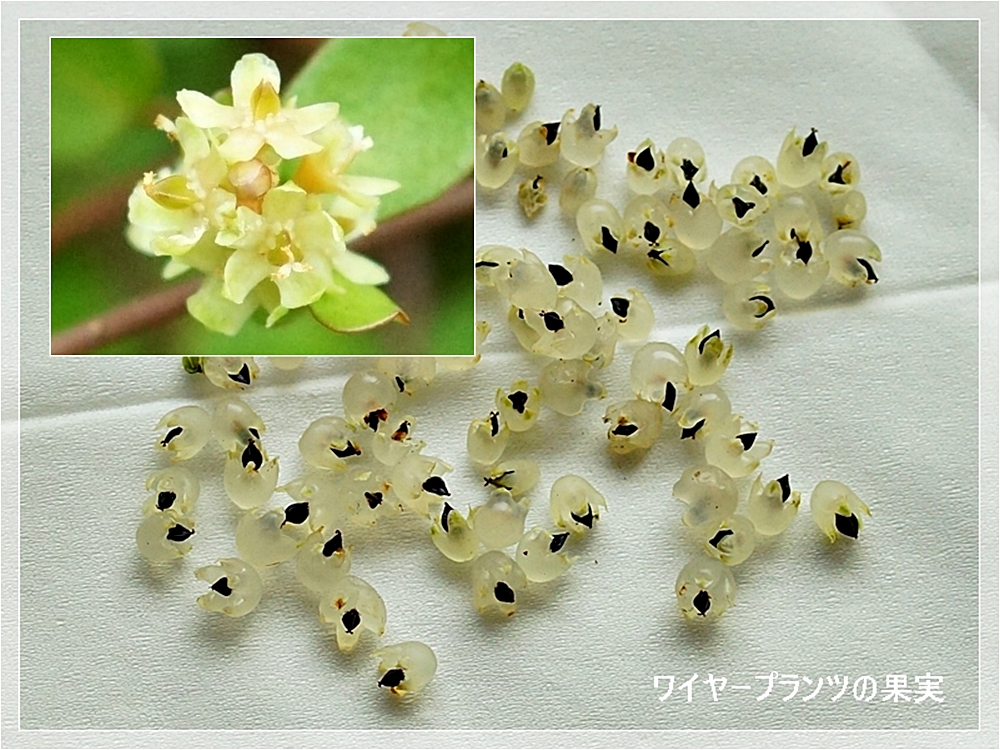 試食 - ryuryu3ruko’s blog