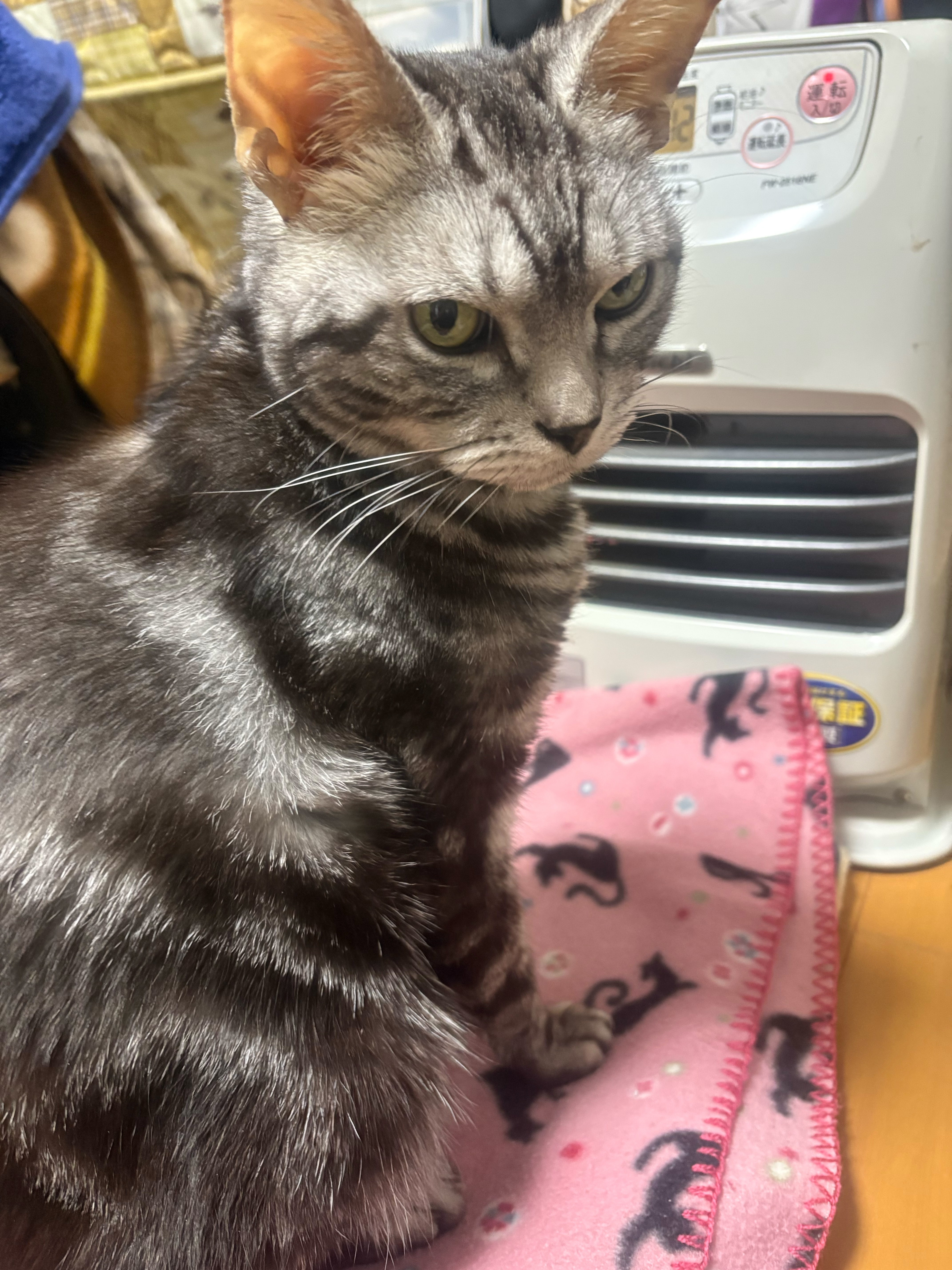 自分が食べたい・・だけ - anzu&hayato