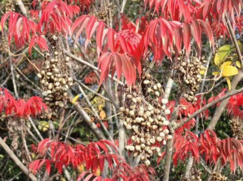 木蝋ってなにになる？生産のはじまりから終焉までをたどる【木蝋資料館 上芳賀邸】② - ほぼ旅かなり旅ぜんぶ旅手帳