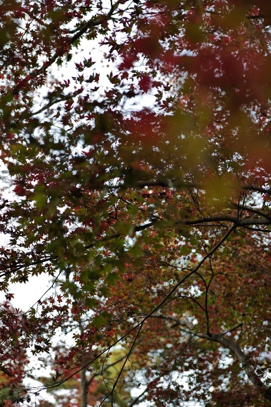 Leica SL2-Sで撮影した幻想的な光景 - Kimi-blog