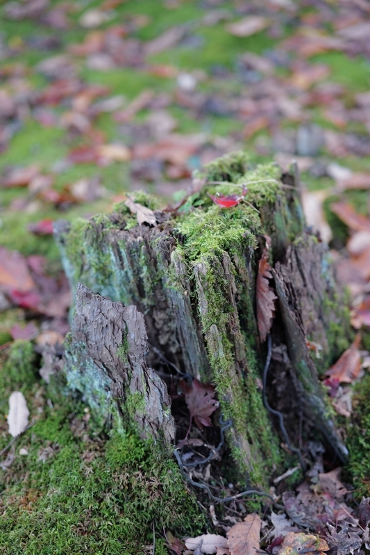 Leica SL2-Sで撮影した幻想的な光景 - Kimi-blog