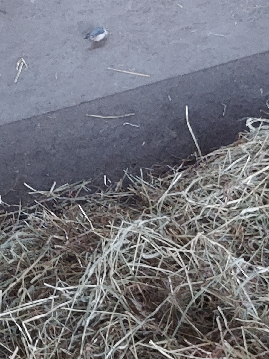 時々雨の一日でした。 - 斉藤スタッド発！牧場だより