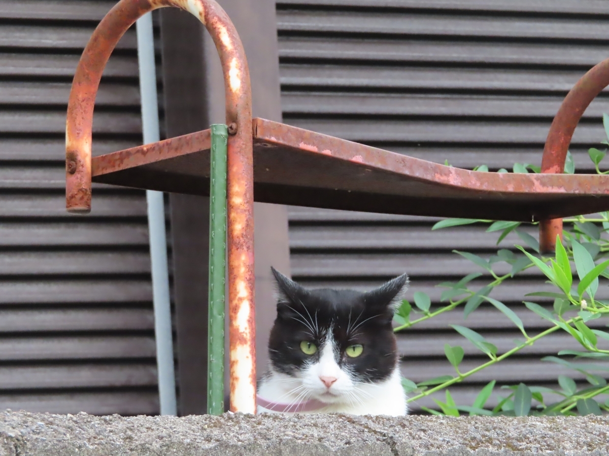 久し振りにミーちゃんに会いに - sakoのフォトブログ