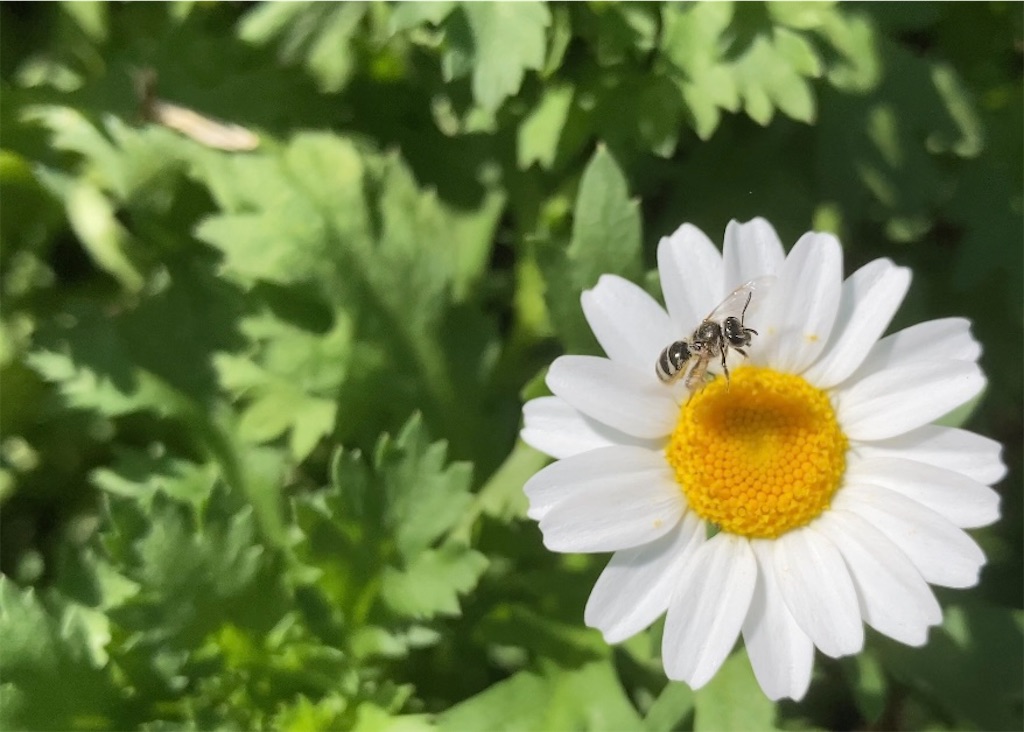 あら 梅雨が明けたよ やったね - saku dainamanのブログ