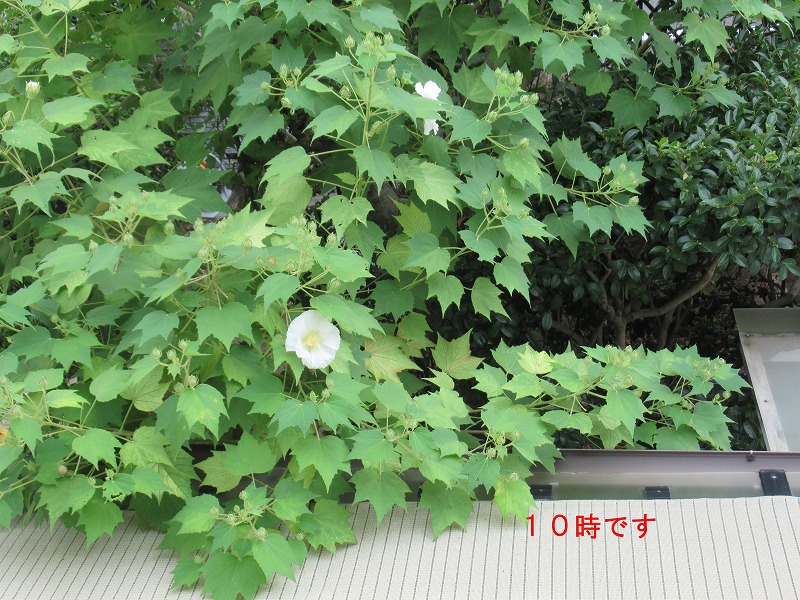 酔芙蓉の観察日記・・お天気が今一でしたが - 愛犬メロンパパの気まぐれ日記
