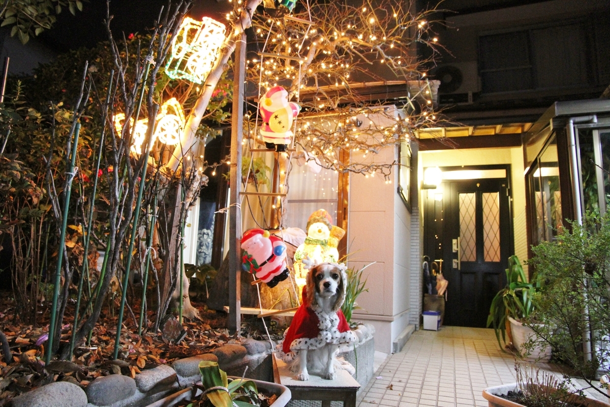 メリークリスマス・・イベントも最終日 - 愛犬メロンパパの気まぐれ日記