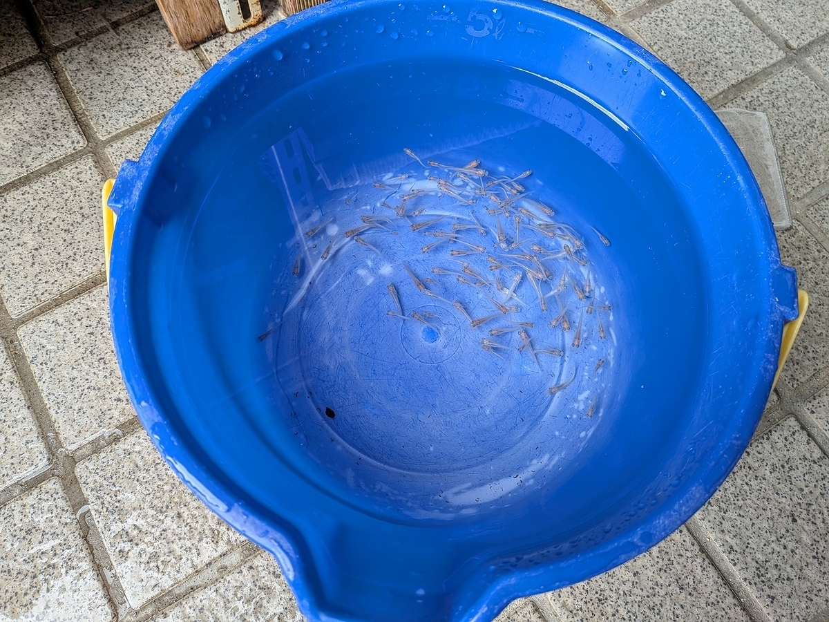 バレンタインにチョコがチョコっとやって来た - 愛犬メロンパパの気まぐれ日記