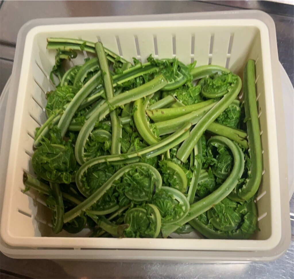 こごみ - リツエアクベバ