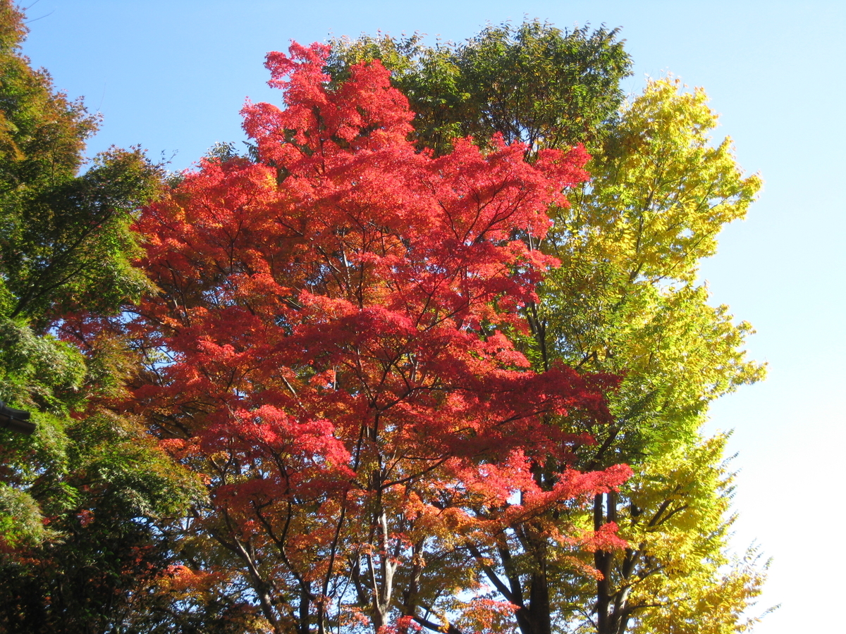 心と紅葉 【一日一作】 - 撮って紡いで