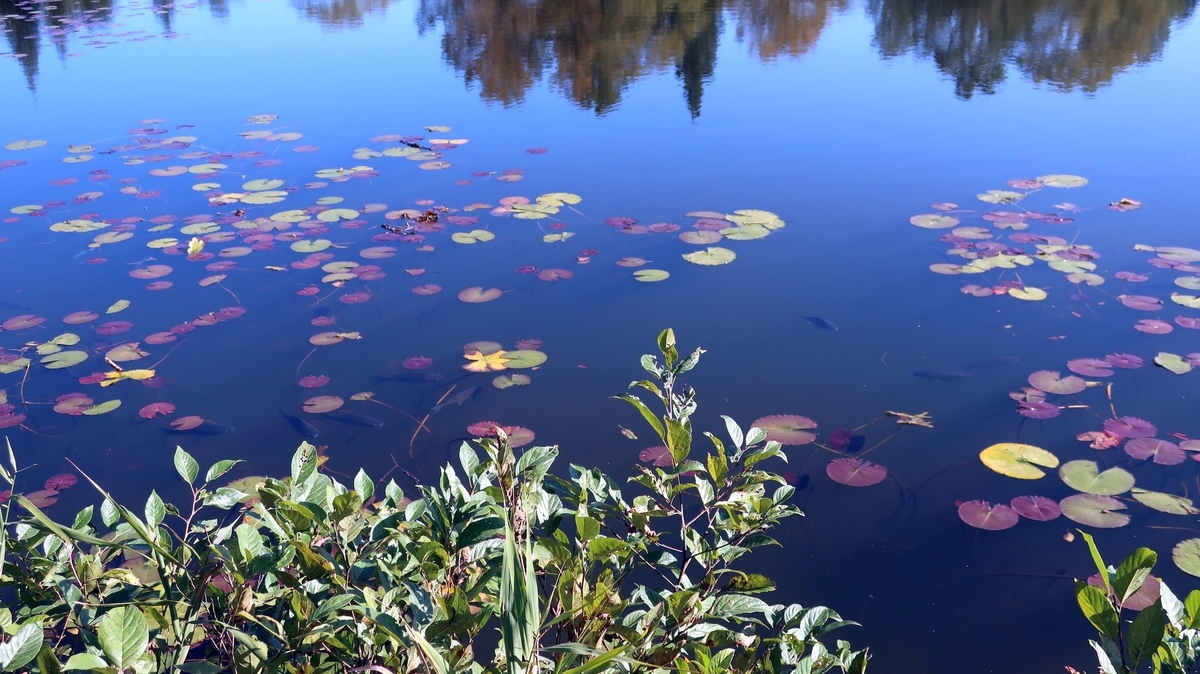 秋の名残り 【一日一作】 - 撮って紡いで