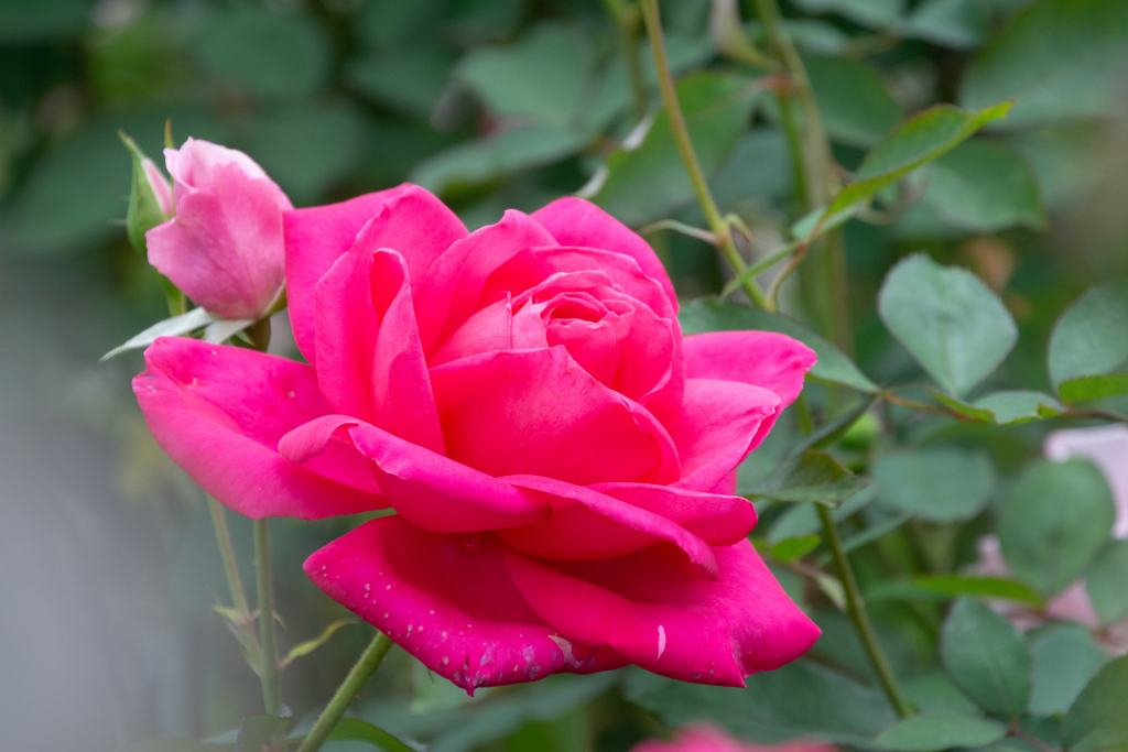 薔薇 - 我が心のヘアピース