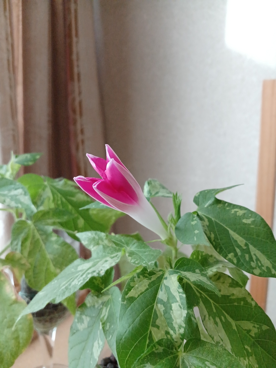 まあ、なんか呪われてるような日もある - seeho’s blog