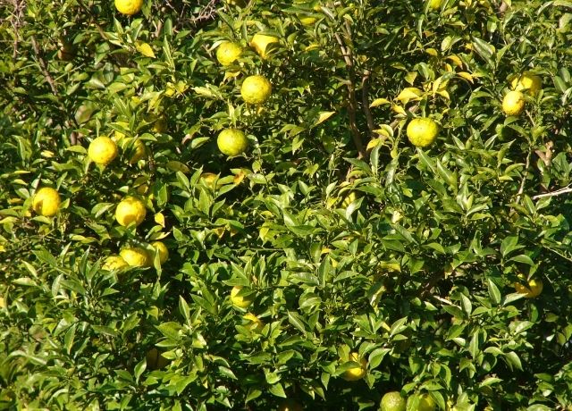 柚木の実が黄色く色付く時期 - Daystream