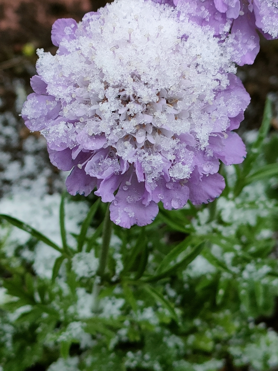 雪・・・ - sekka blog