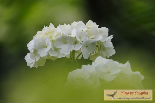 紫陽花も咲き始めた - さきたま自然日記（別館）2