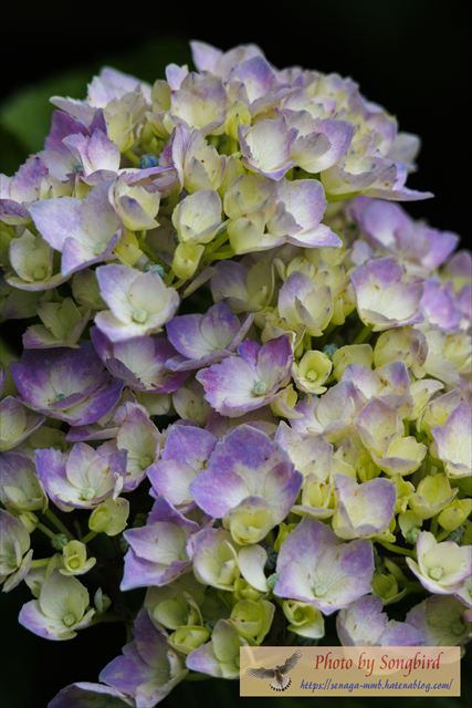 紫陽花も咲き始めた - さきたま自然日記（別館）2