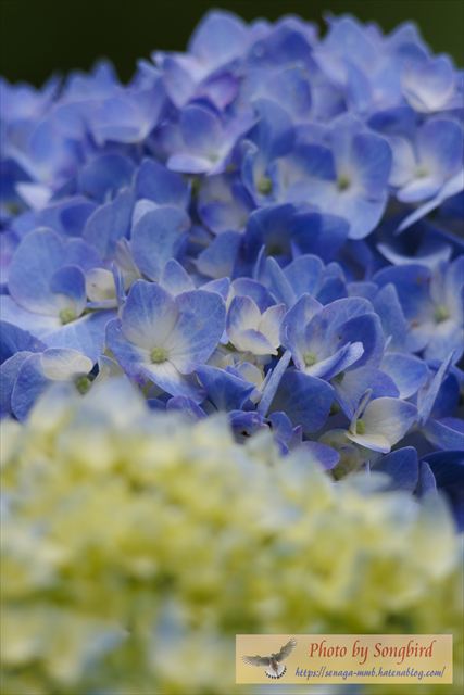 紫陽花も咲き始めた - さきたま自然日記（別館）2