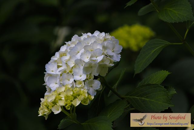 紫陽花も咲き始めた - さきたま自然日記（別館）2