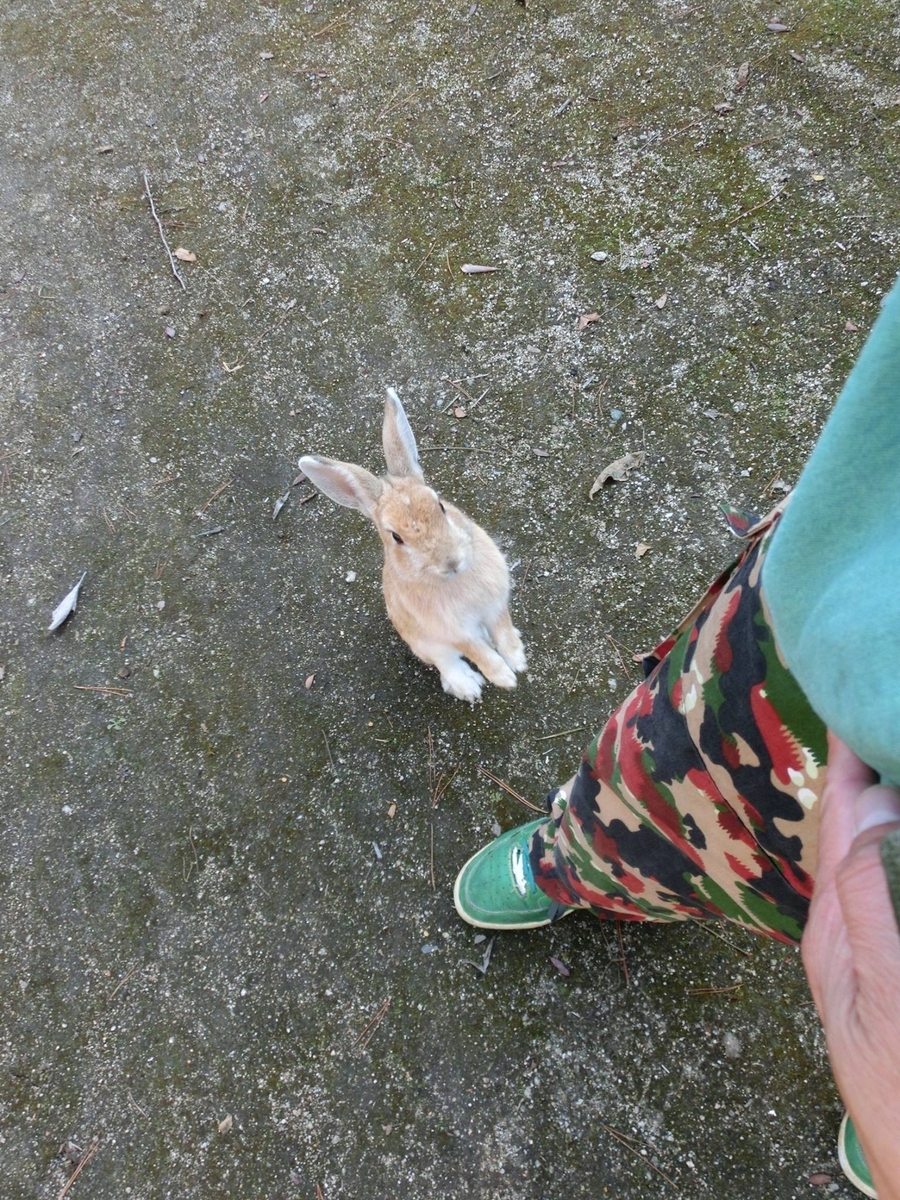 ウサギの島。 - 100の｢いいね！｣より1の｢コメント｣を大切にしたい･･･【世高屋ベース】の広報Man日記。