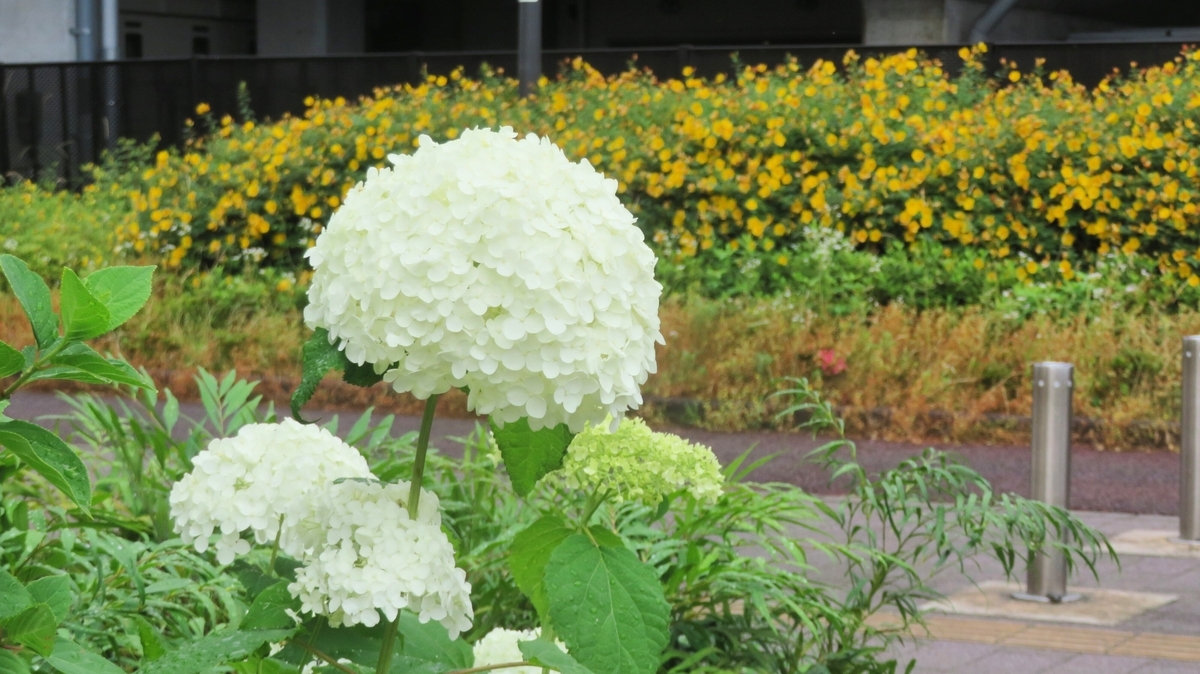 アジサイには雨がよく似合う - Setubunso のお散歩日記