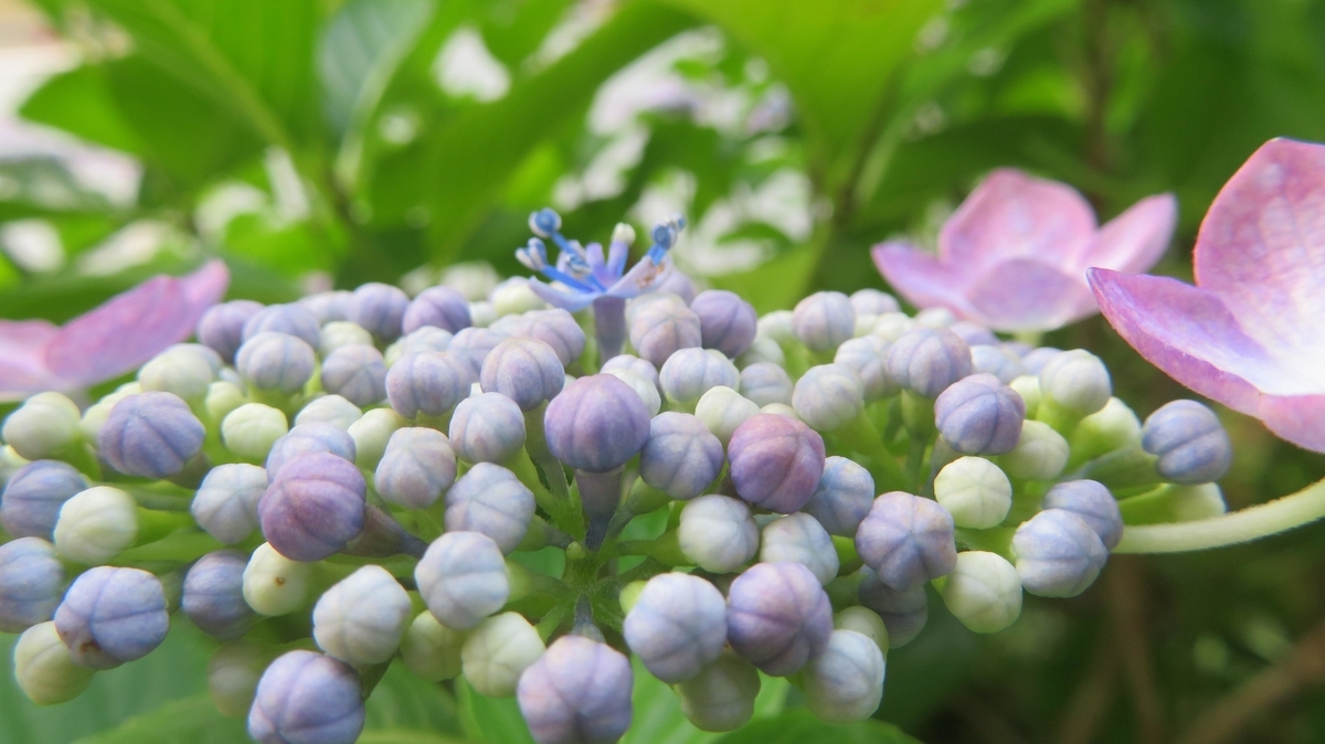 今日の “かわいい！” - Setubunso のお散歩日記