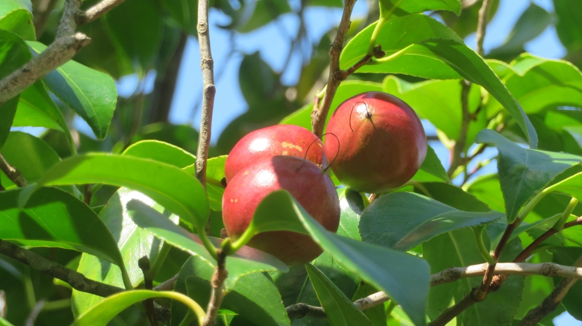 Setubunso のお散歩日記