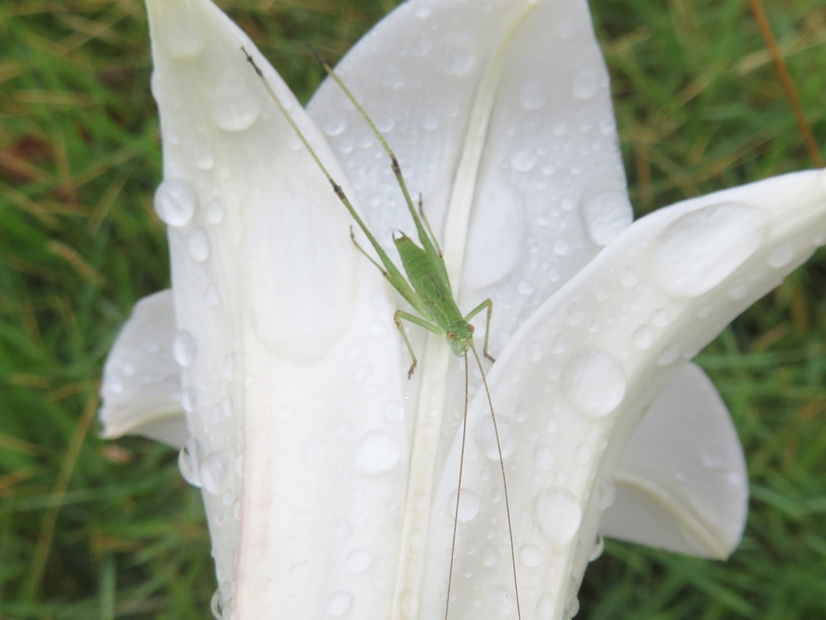 雨が降りました・・・ - Setubunso のお散歩日記