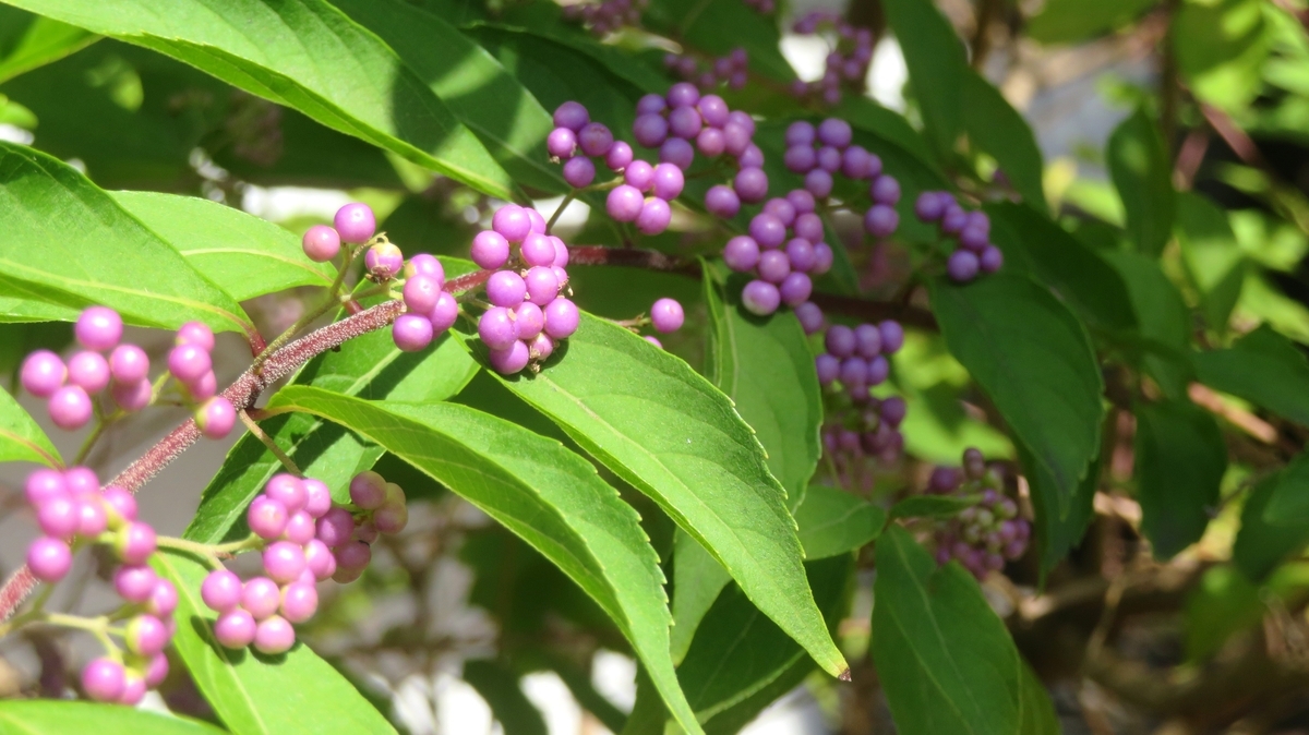 ヤマボウシの実・・・ - Setubunso のお散歩日記