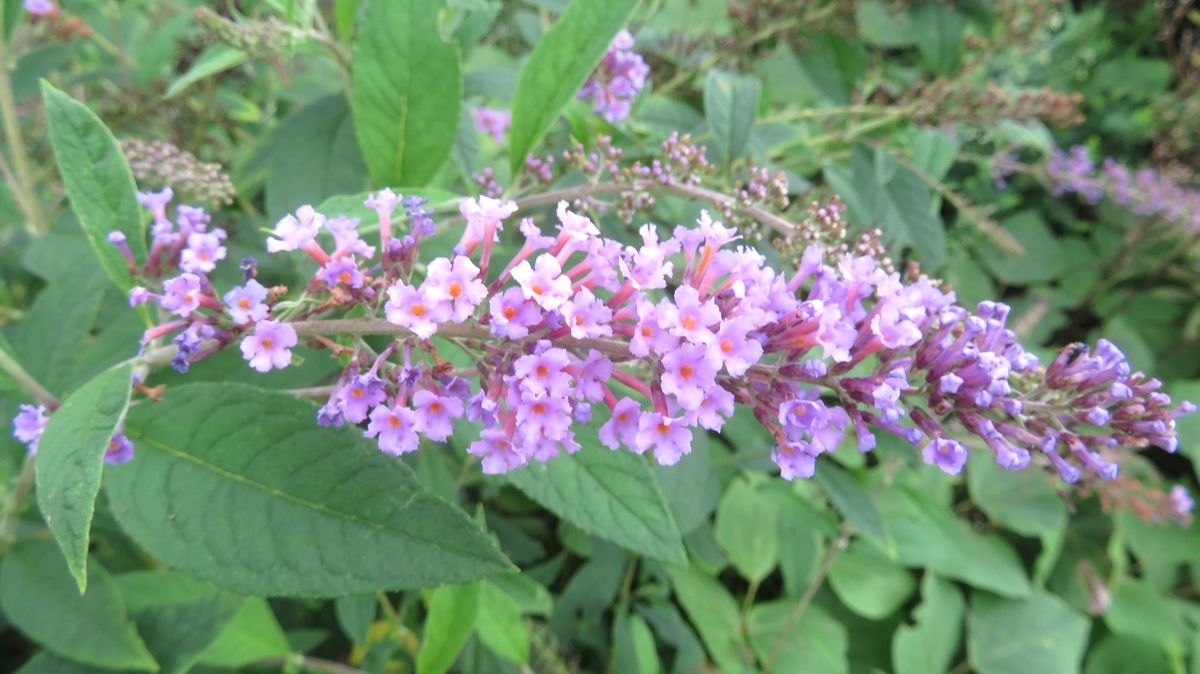 久しぶりの1万歩 - Setubunso のお散歩日記
