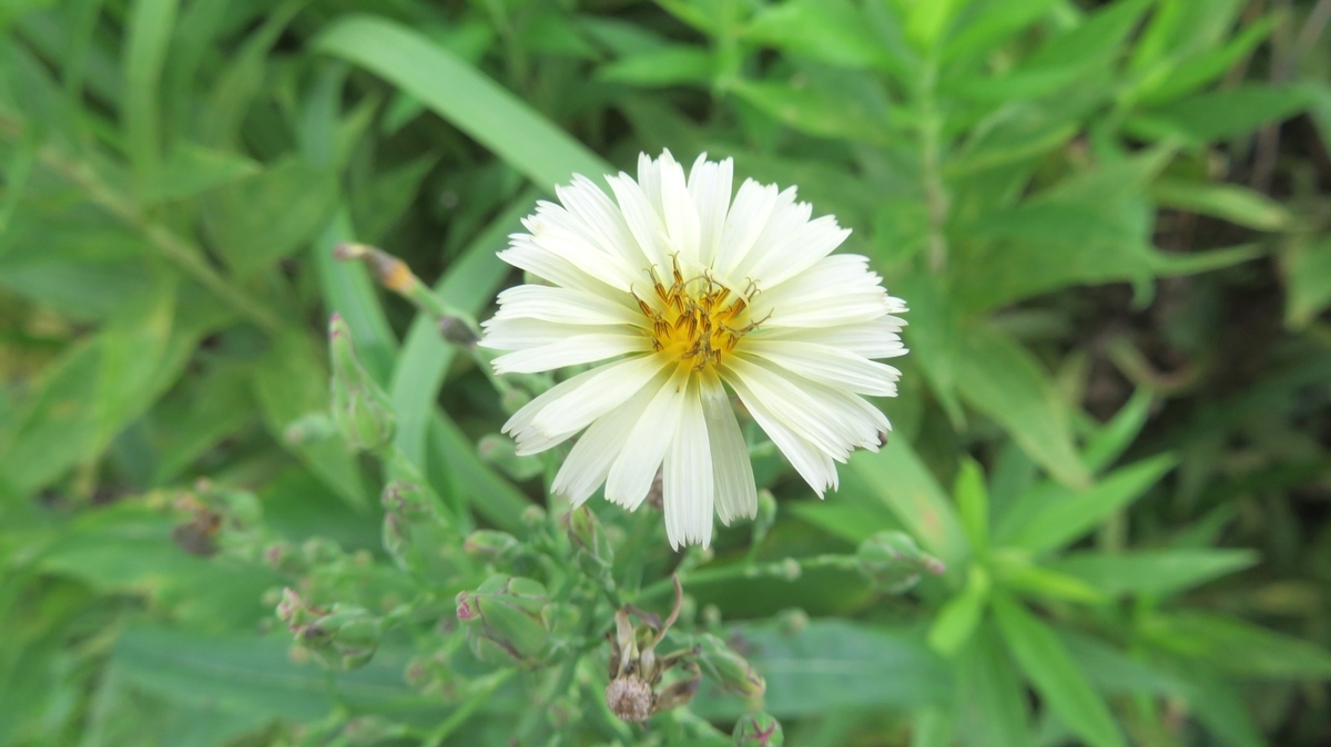 久しぶりの1万歩 - Setubunso のお散歩日記