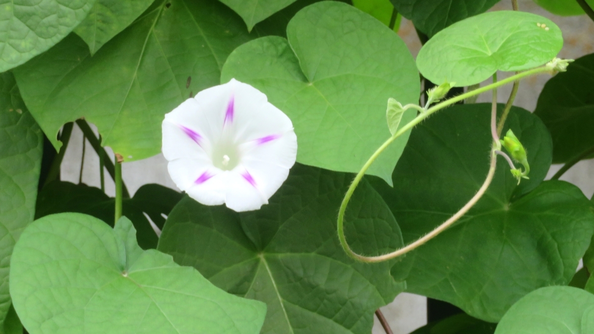 Setubunso のお散歩日記