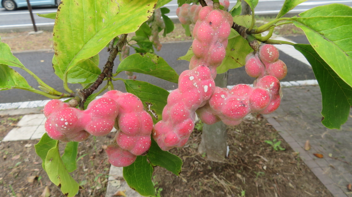 公園・・・ - Setubunso のお散歩日記