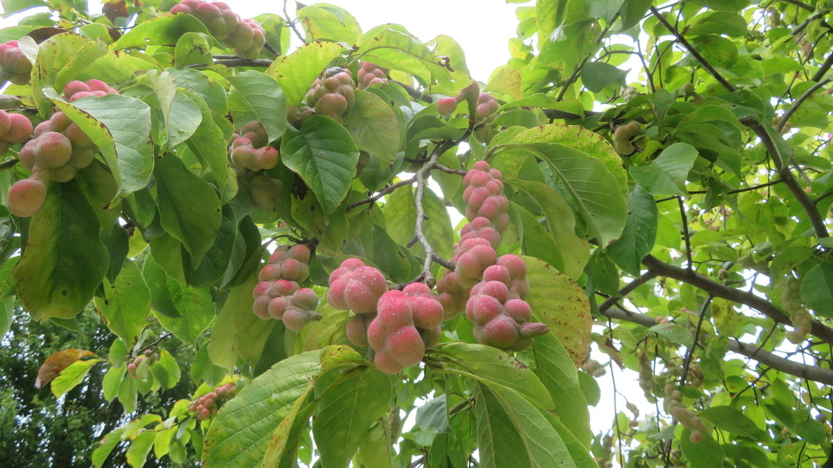 公園・・・ - Setubunso のお散歩日記